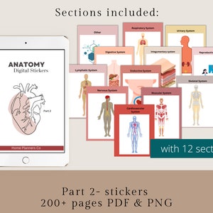 300+ Anatomy Stickers Bundle, Anatomy Organ Images, Goodnotes Stickers ...