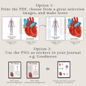 200+ Anatomy Stickers Bundle, Anatomy Images,goodnotes Stickers,nursing ...