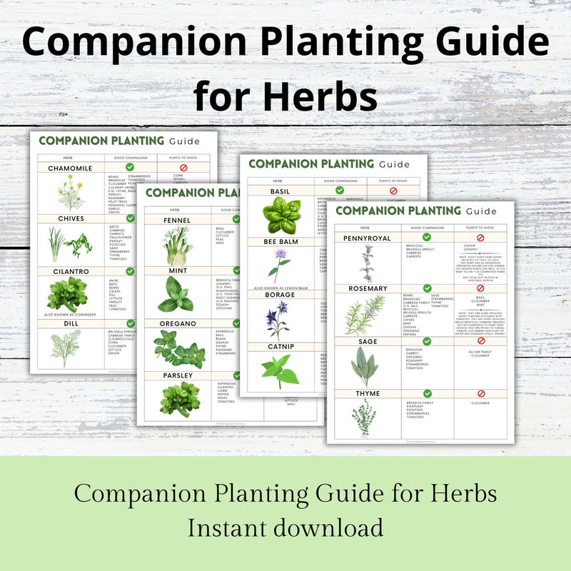 Companion Planting Guide - Etsy