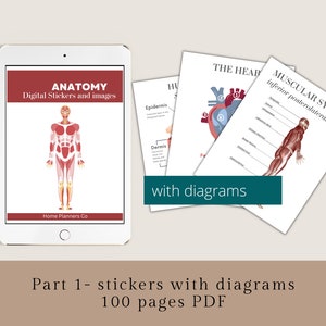 300+ Anatomy Stickers Bundle, Anatomy Organ Images, Goodnotes Stickers ...