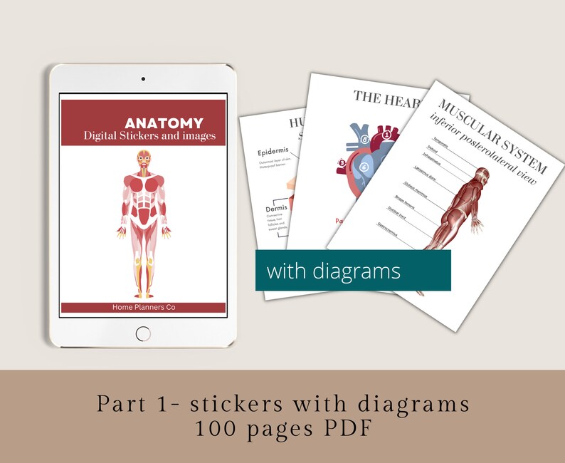 300+ Anatomy Stickers Bundle, Anatomy Organ Images, Goodnotes Stickers ...