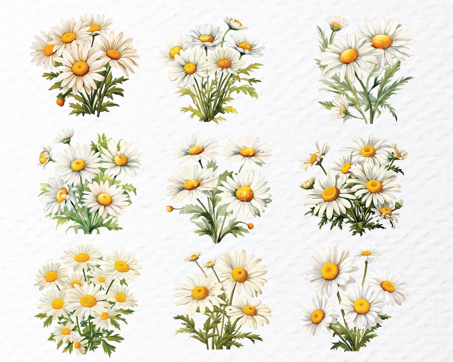 Watercolor Daisy Flower Clipart Bundle: Transparent PNG Graphics ...
