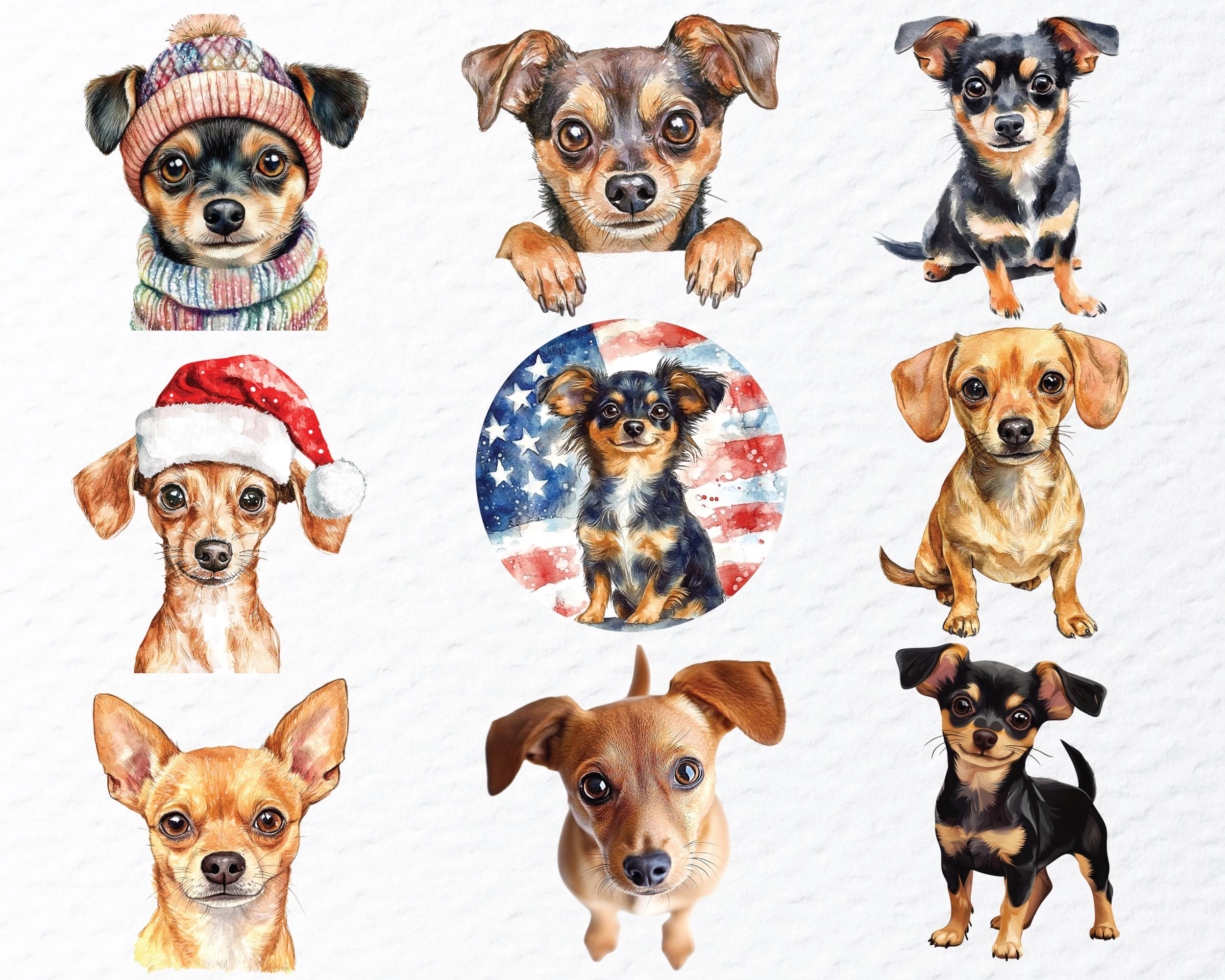 Watercolor Chiweenie Dog Clipart Bundle: Transparent PNG Designs ...