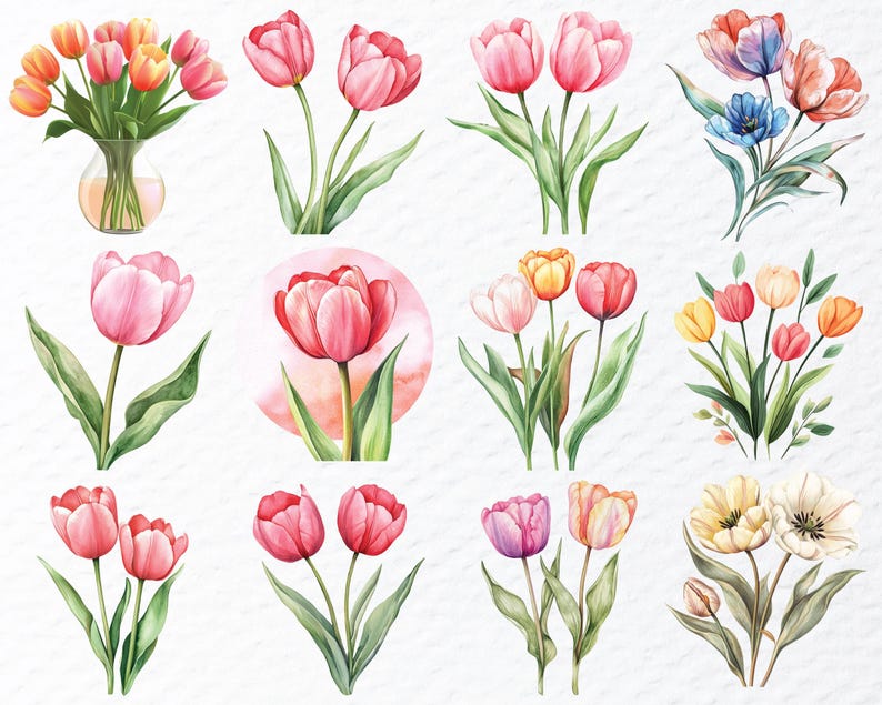 Watercolor Tulip Clipart Bundle: Spring Flower PNG Files (digital ...