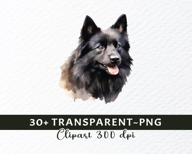 Watercolor Schipperke Dog Clipart Bundle: Transparent PNG Designs ...