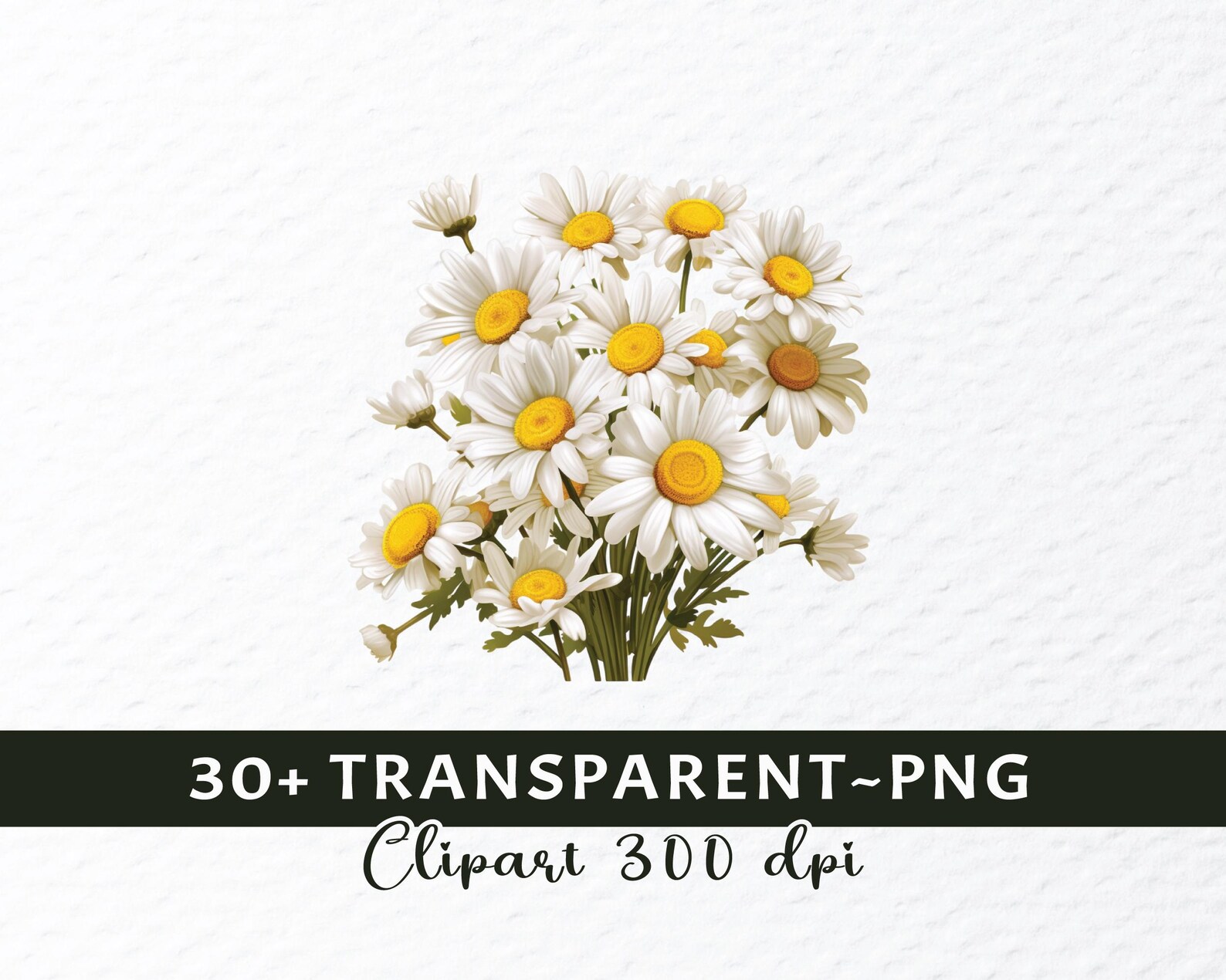 Watercolor Daisy Flower Clipart Bundle: Transparent PNG Graphics ...