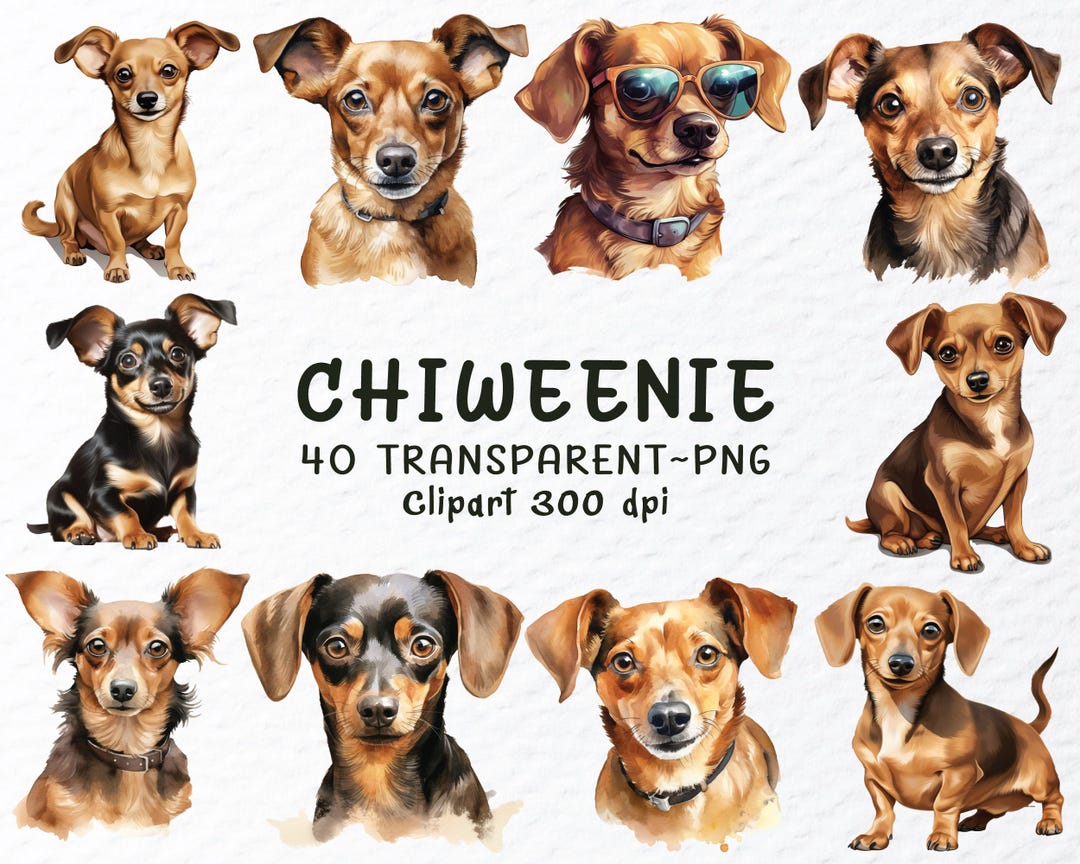 Watercolor Chiweenie Dog Clipart Bundle: Transparent PNG Files - Etsy