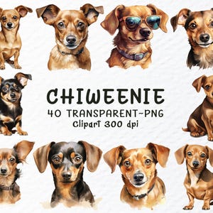 Watercolor Chiweenie Dog Clipart Bundle: Transparent PNG Files - Etsy