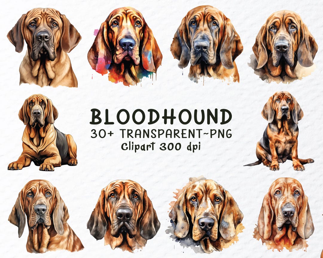 Bloodhound Dog Png Clipart Bundle | Bloodhound Decal Png Files, Dogs ...