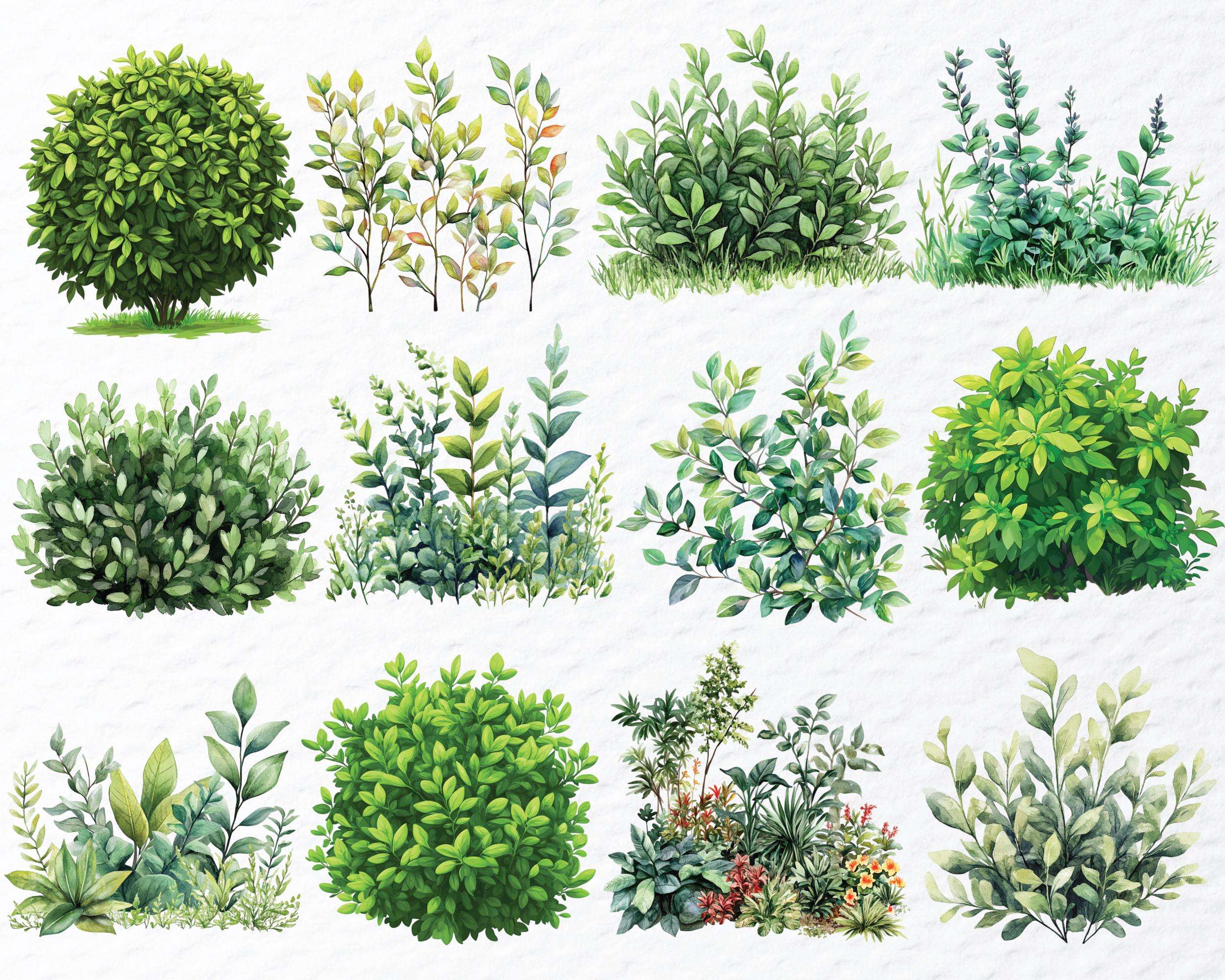 Watercolor Bushes PNG Clipart Bundle: Garden Botanical Graphics ...