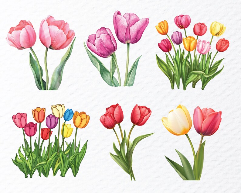 Watercolor Tulip Clipart Bundle: Spring Flower PNG Files (digital ...