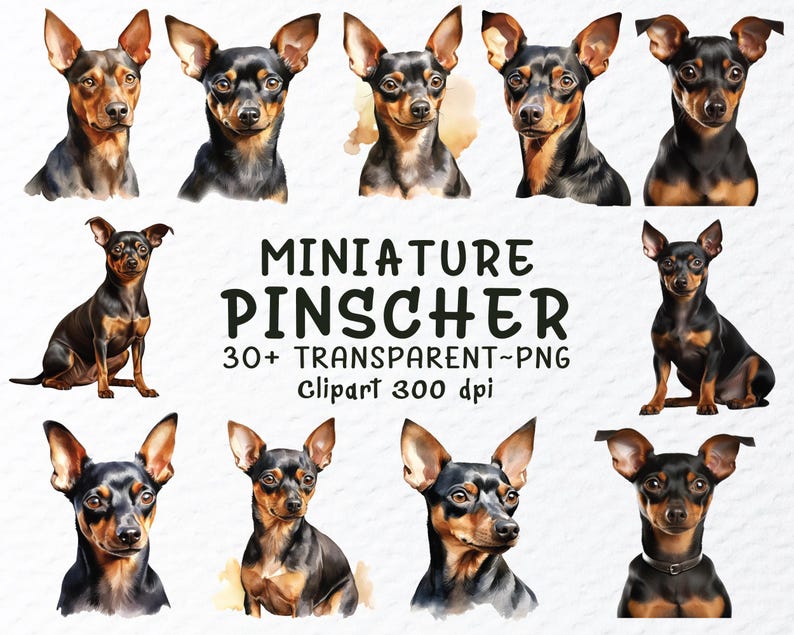 Miniature Pinscher Dog Png Clipart Bundle | Miniature Pinscher Png ...