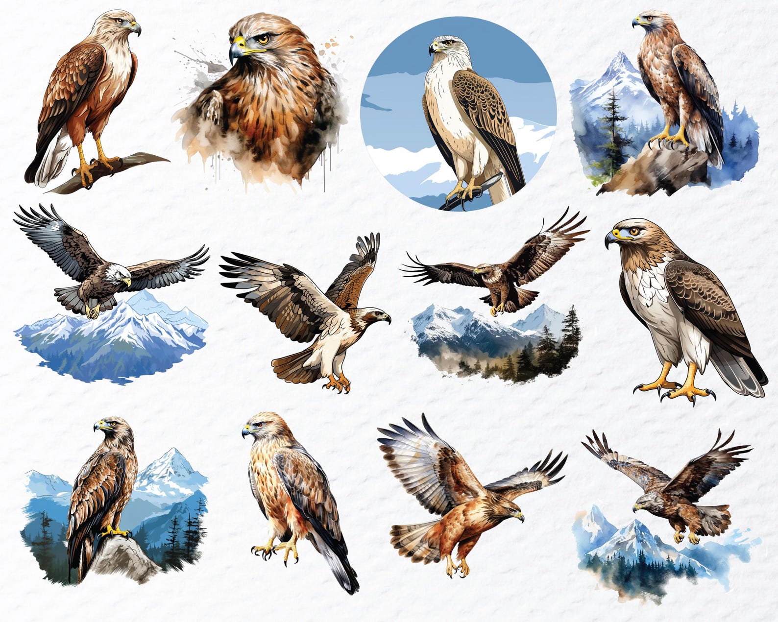 Watercolor Hawk Png Clipart Bundle, Hawk Png Files, Cooper's Hawk ...
