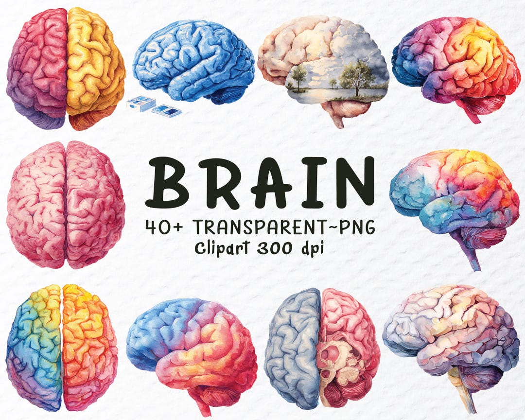 Brain Bundle, Human Brain Anatomy PNG, Mind Psychology Clipart, Medical ...