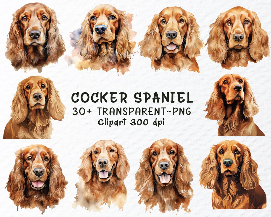 Cocker Spaniel Dog Png Clipart Bundle | Cocker Spaniel Decal Png Files ...