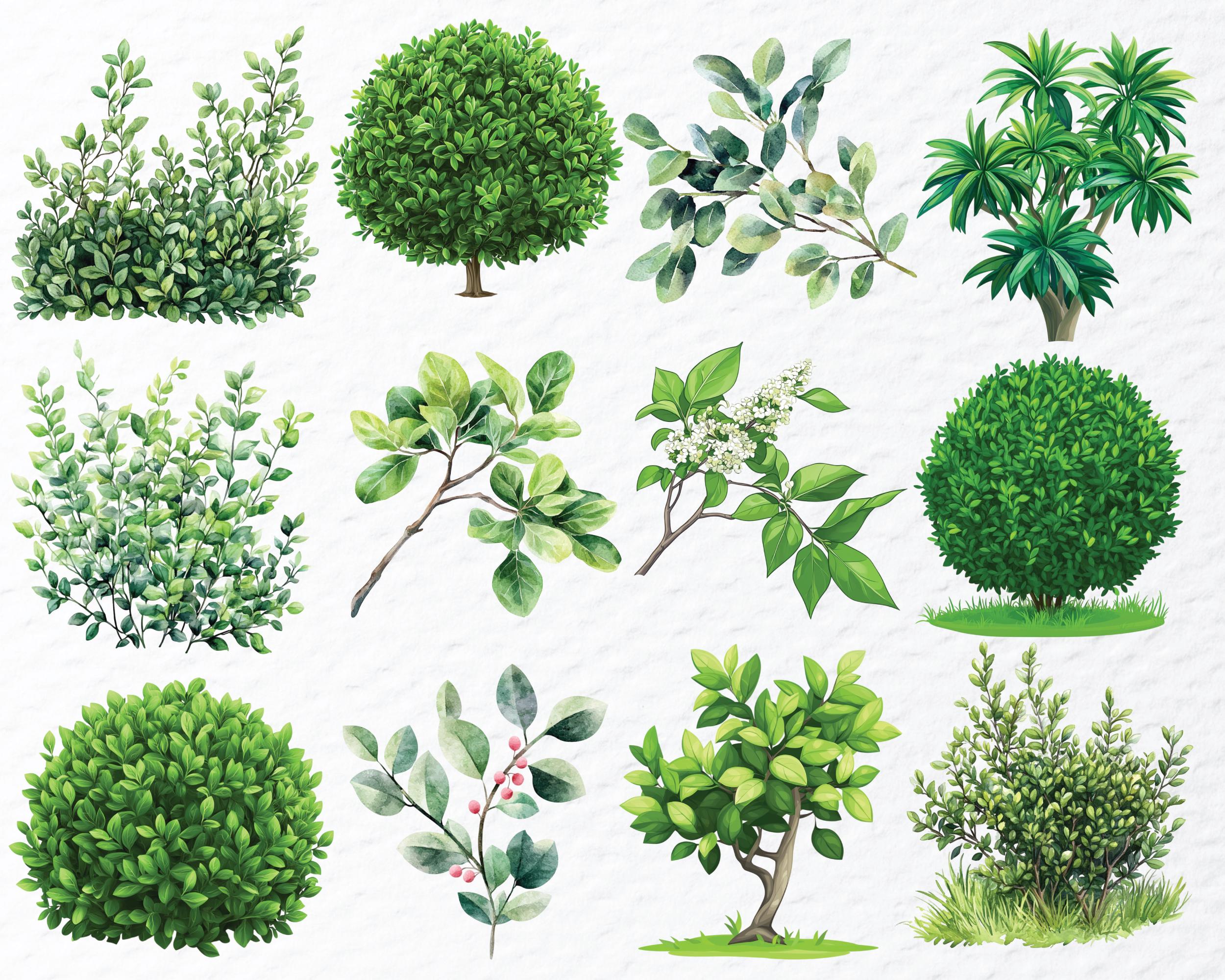 Watercolor Bushes PNG Clipart Bundle: Garden Botanical Graphics ...