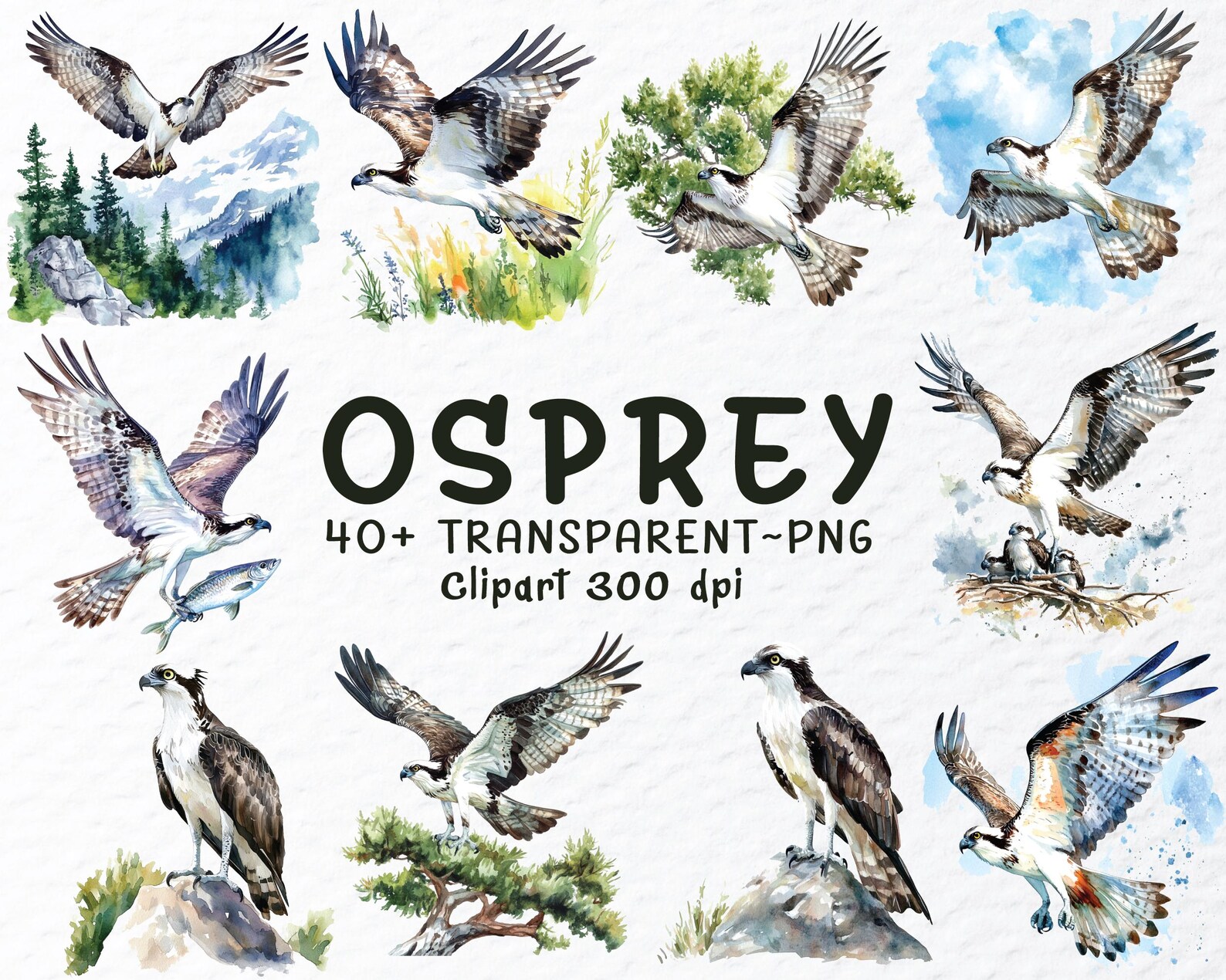 Watercolor Osprey Clipart Bundle: Flying Bird PNG Files (digital ...