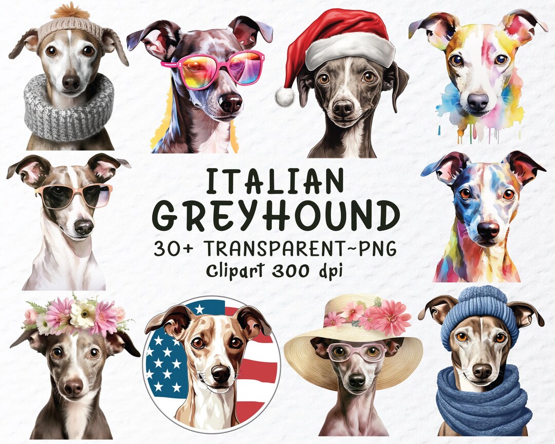 Italian Greyhound Dog Png Clipart Bundle | Italian Greyhound Decal ...