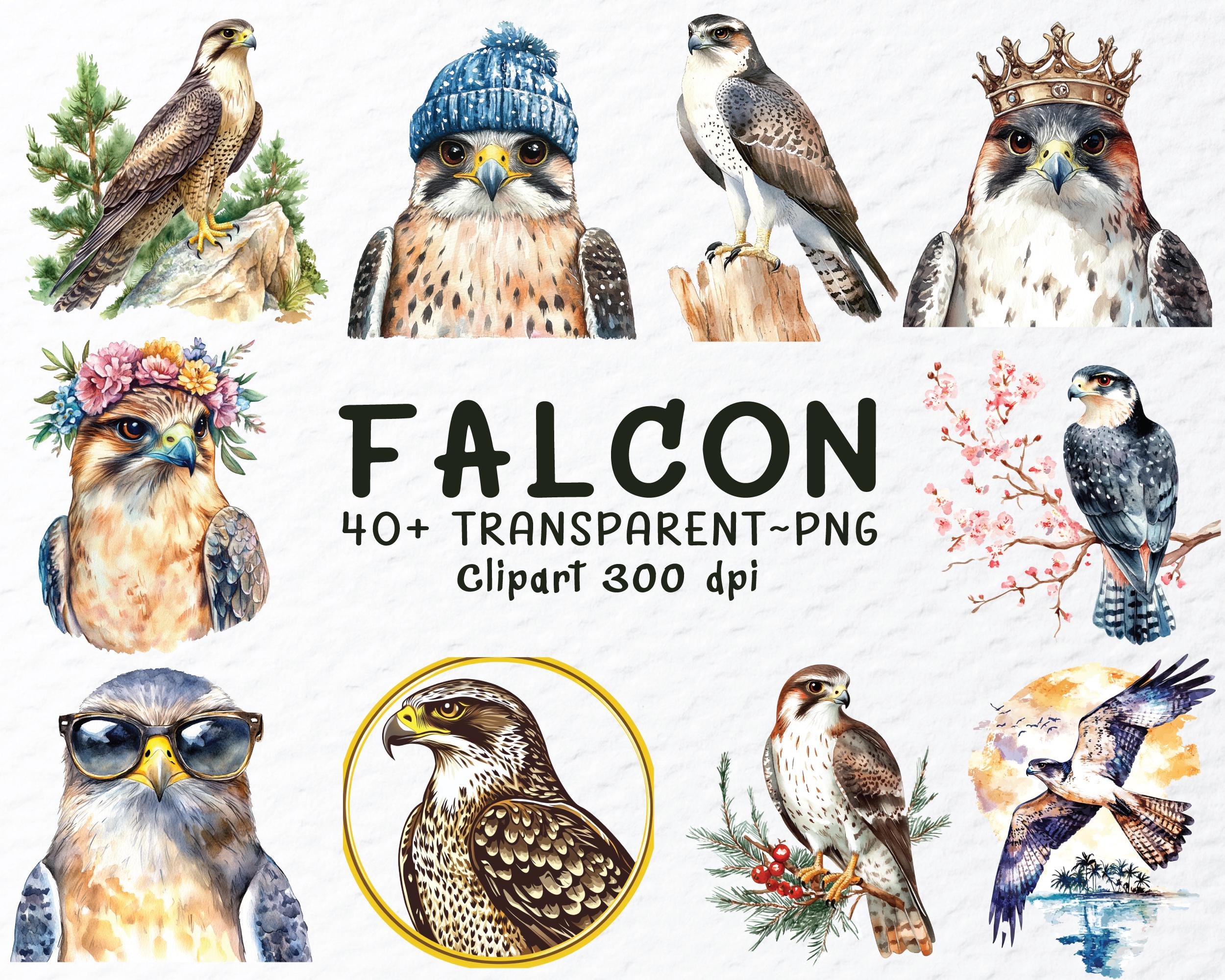 Watercolor Falcon Png Clipart Bundle, Falcon Png Files, Peregrine ...
