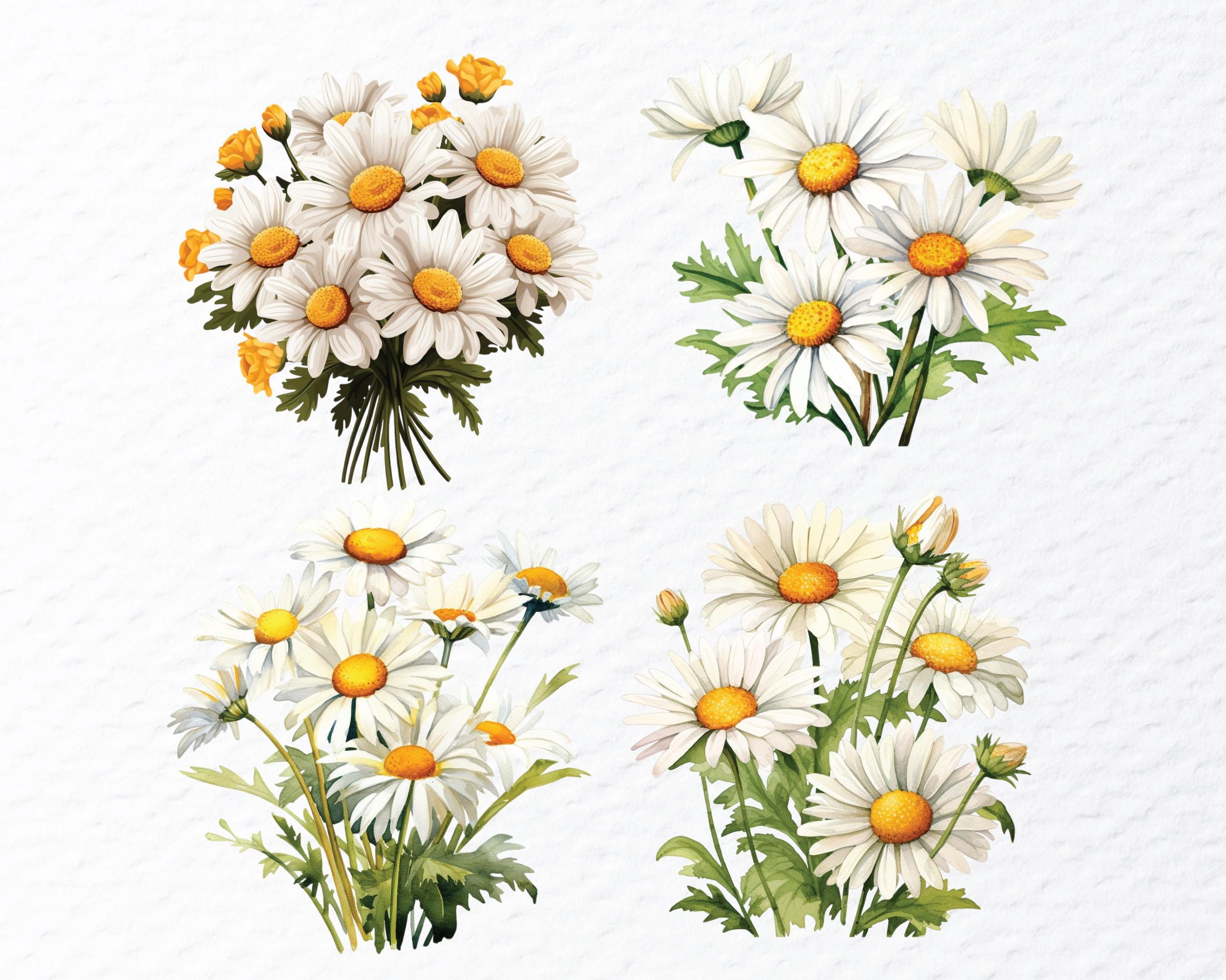Watercolor Daisy Flower Clipart Bundle: Transparent PNG Graphics ...