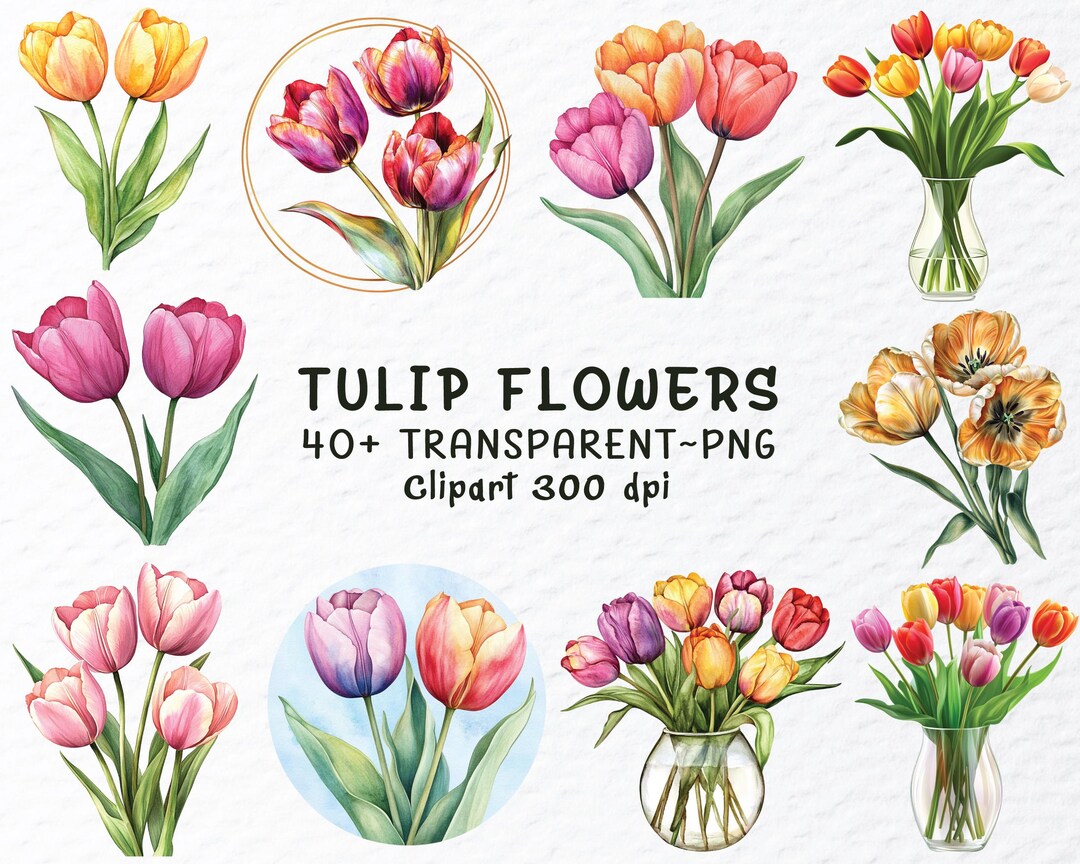 Watercolor Tulip Flower Png Clipart Bundle, Tulip Flower Png Files ...