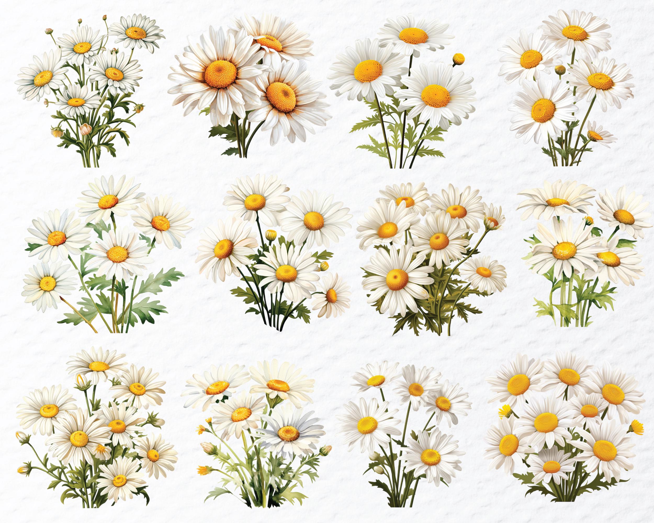 Watercolor Daisy Flower Clipart Bundle: Transparent PNG Graphics ...