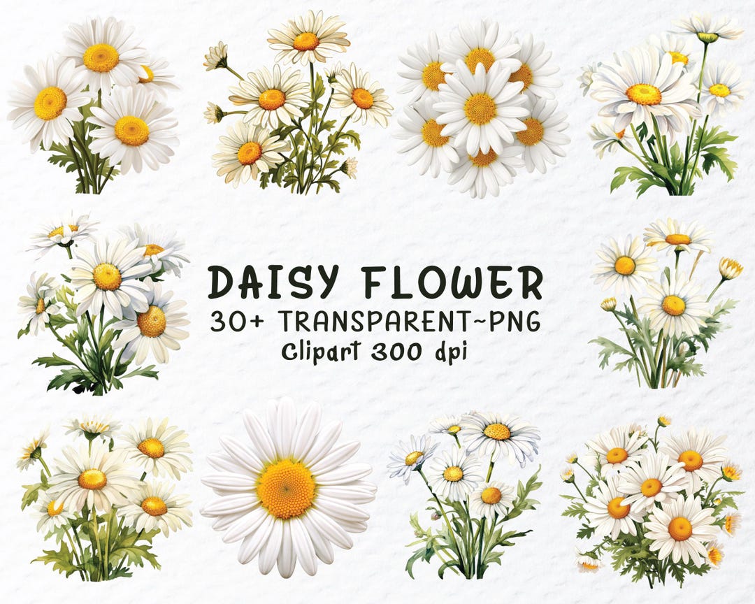 Watercolor Daisy Flower Clipart Bundle: Transparent PNG Graphics ...