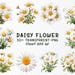 Watercolor Daisy Flower Clipart Bundle: Transparent PNG Graphics ...