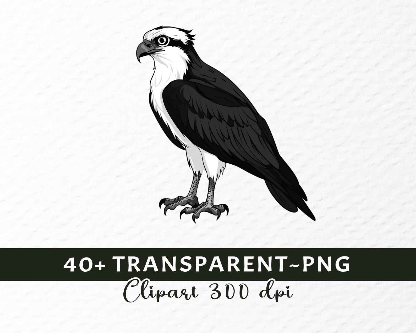 Watercolor Osprey Clipart Bundle: Flying Bird PNG Files (digital ...