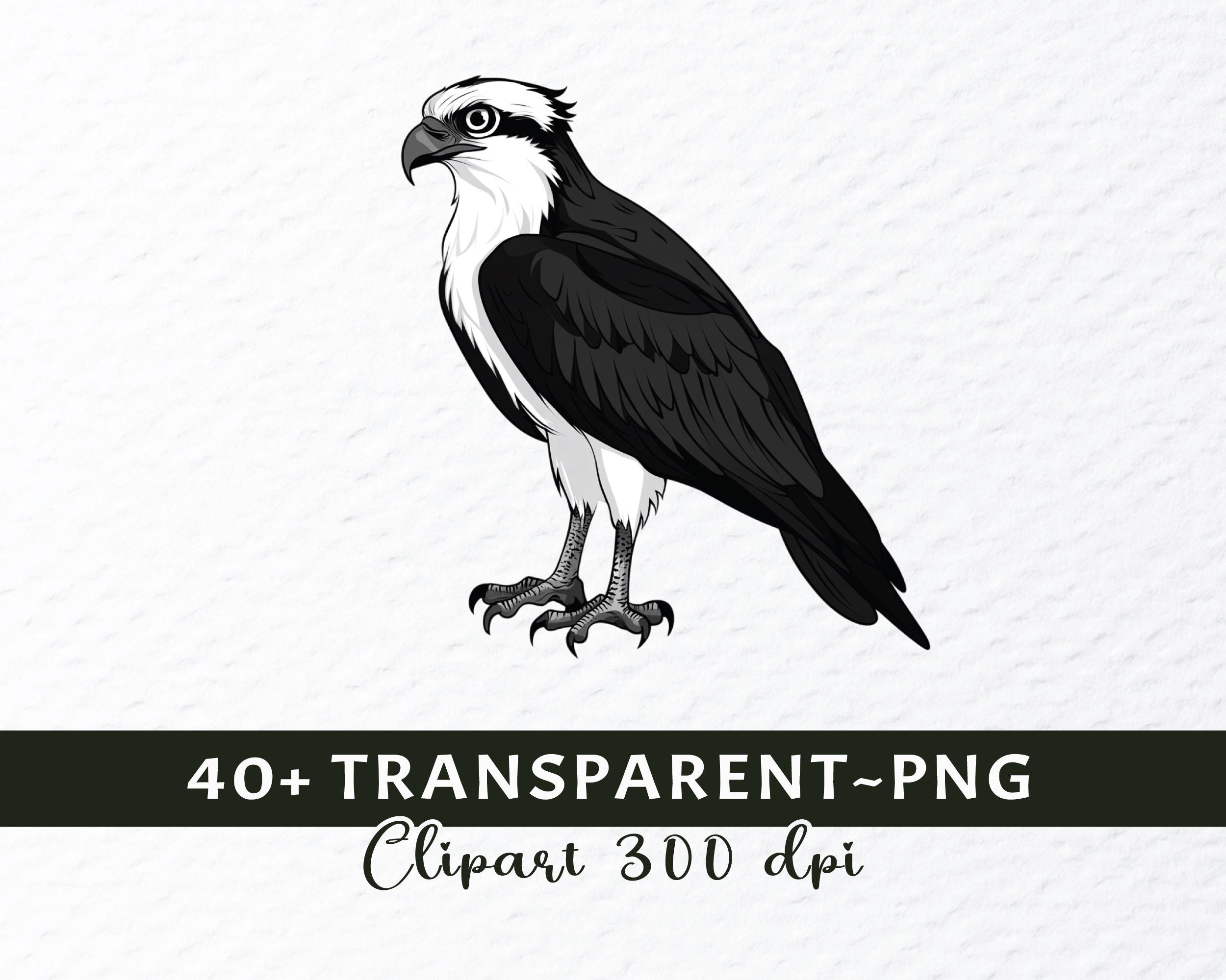 Osprey Png Clipart Bundle, Watercolor Osprey Png File, Flying Ospreys ...