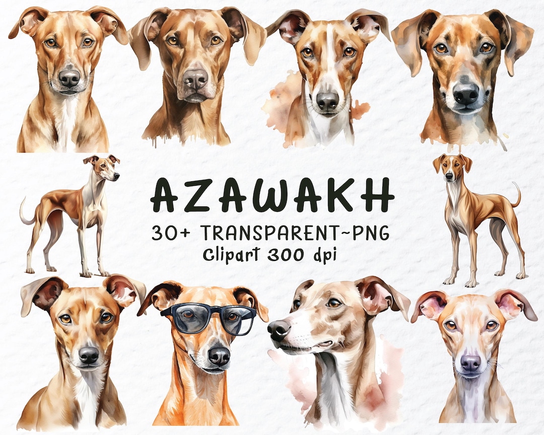 Azawakh Dog Png Clipart Bundle | Azawakh Decal Png Files, Dogs Png ...