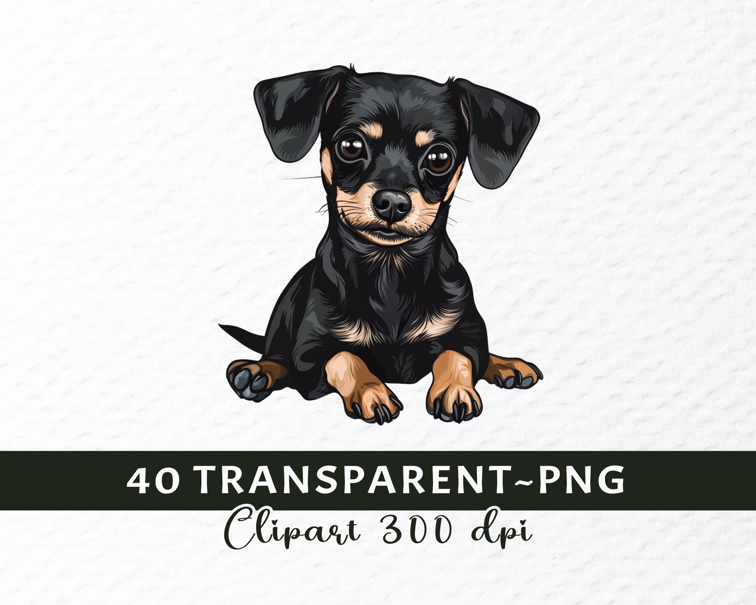 Watercolor Chiweenie Dog Clipart Bundle: Transparent PNG Designs ...