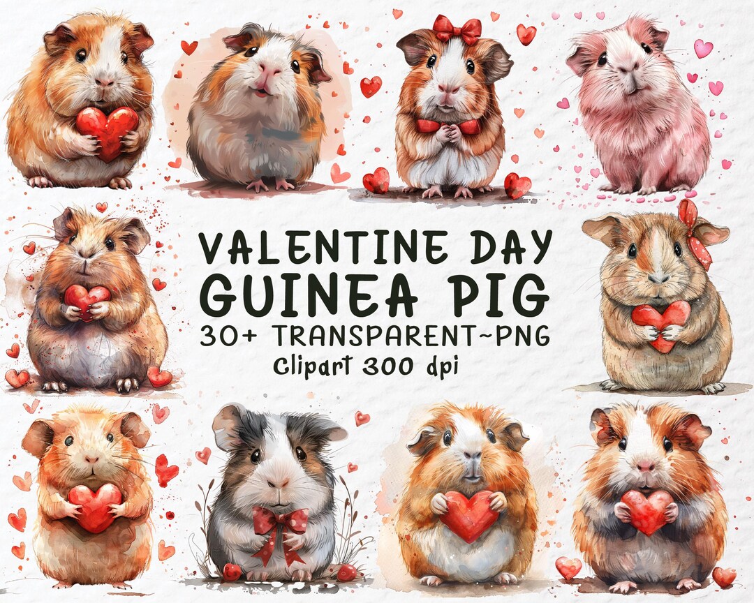 Valentine Day Guinea Pig Clipart Png Bundle, Watercolor Valentines Day ...