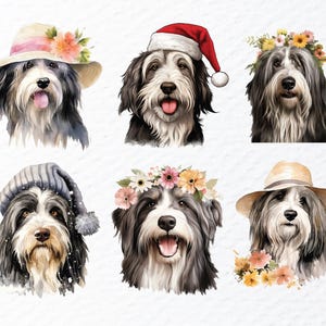 Bearded Collie Dog Png Clipart Bundle | Bearded Collie Png Files, Dogs ...