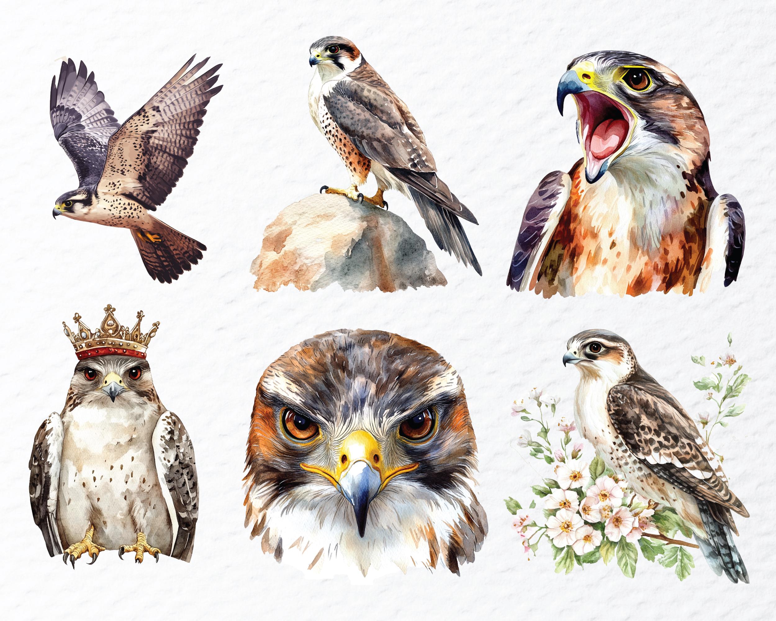 Watercolor Falcon Clipart Bundle: Floral Peregrine, Flying Decals (PNG ...