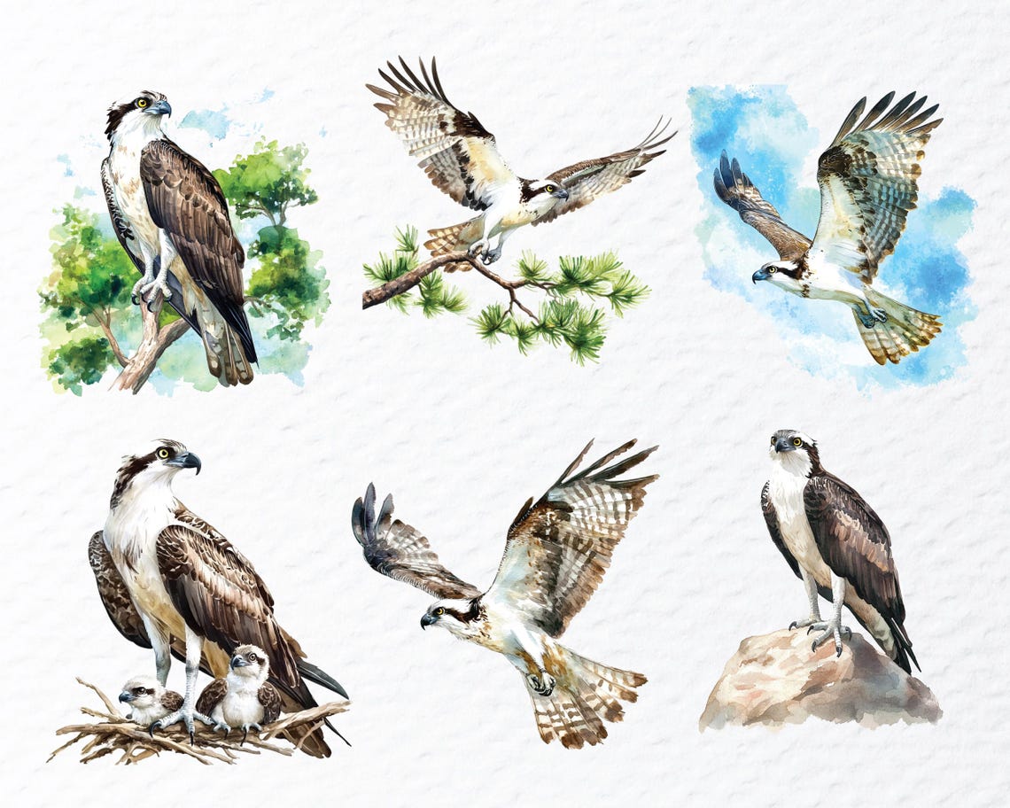 Osprey Png Clipart Bundle, Watercolor Osprey Png File, Flying Ospreys ...