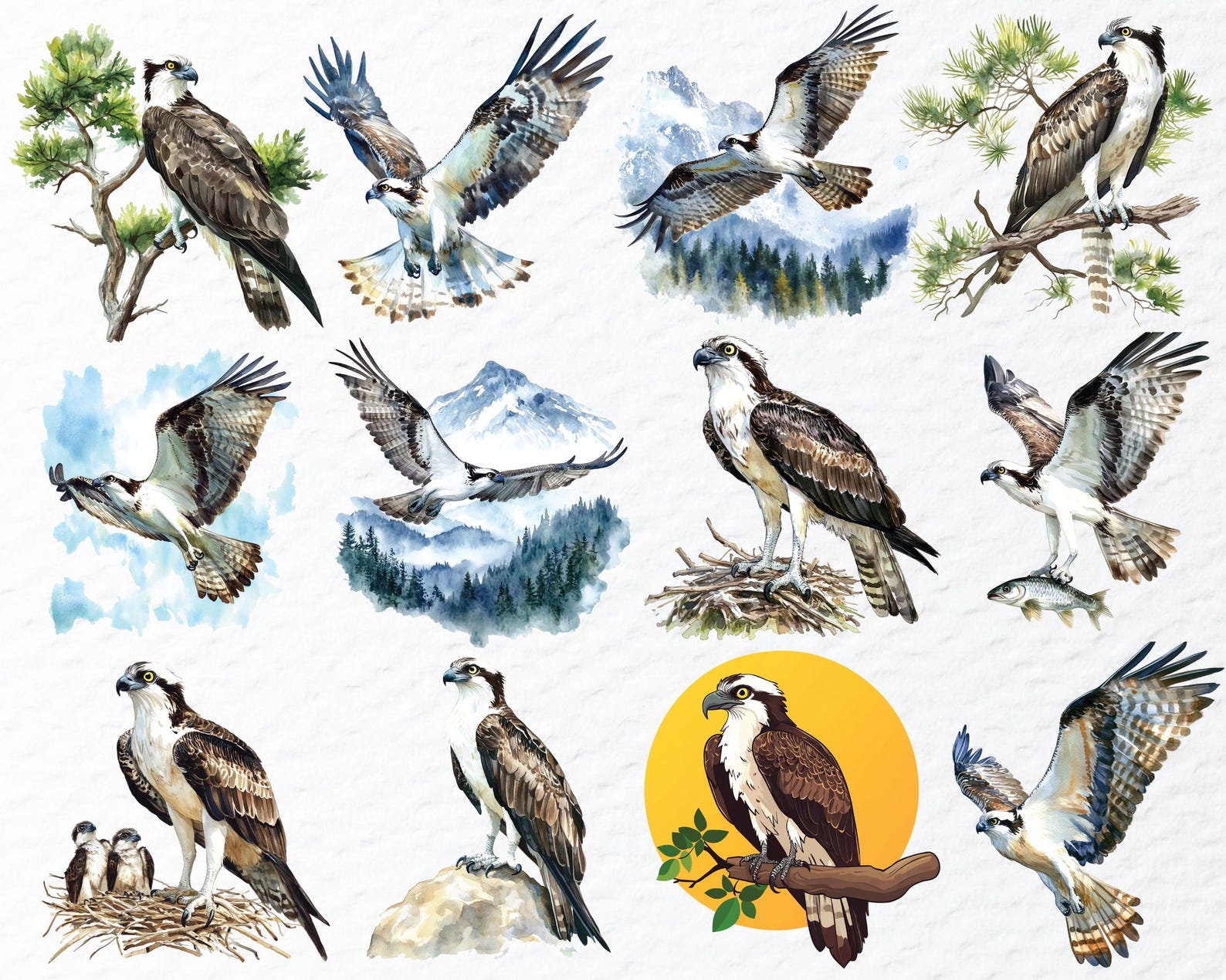 Watercolor Osprey Clipart Bundle: Flying Bird PNG Files (digital ...