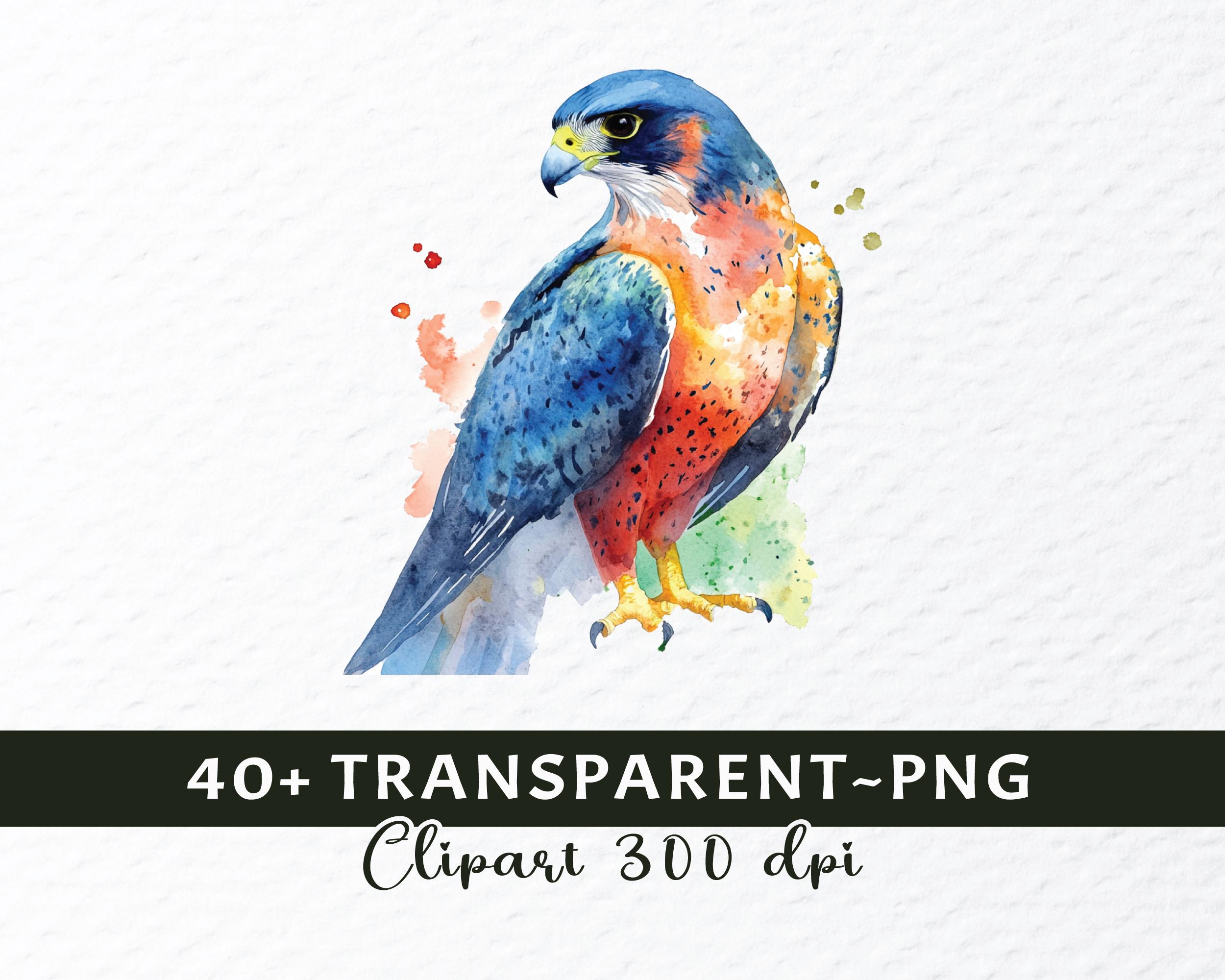 Watercolor Falcon Png Clipart Bundle, Falcon Png Files, Peregrine ...