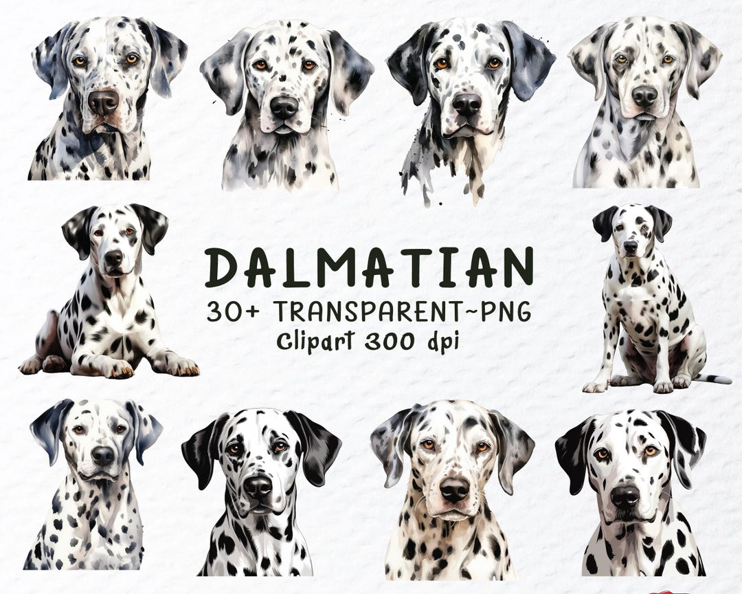 Dalmatian Dog Png Clipart Bundle | Dalmatian Decal Png Files, Dogs Png ...