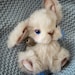 Teddy Bunny Video Tutorial and PDF Sewing Pattern - Etsy