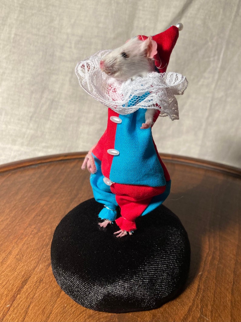 Clown Mouse, Taxidermy Mouse, Taxidermy Clown Mouse, Mouse Taxidermy - Etsy