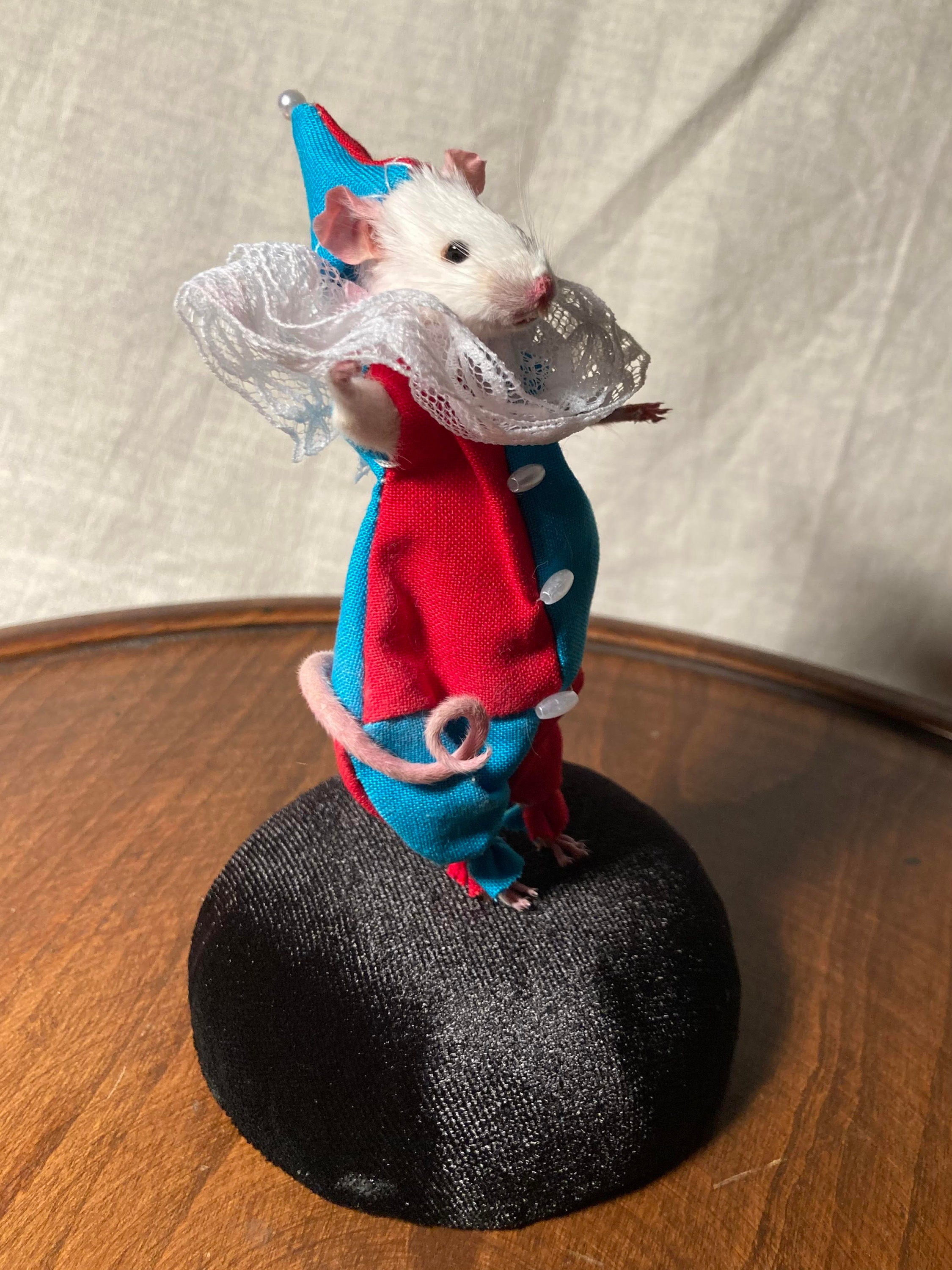 Clown Mouse, Taxidermy Mouse, Taxidermy Clown Mouse, Mouse Taxidermy - Etsy
