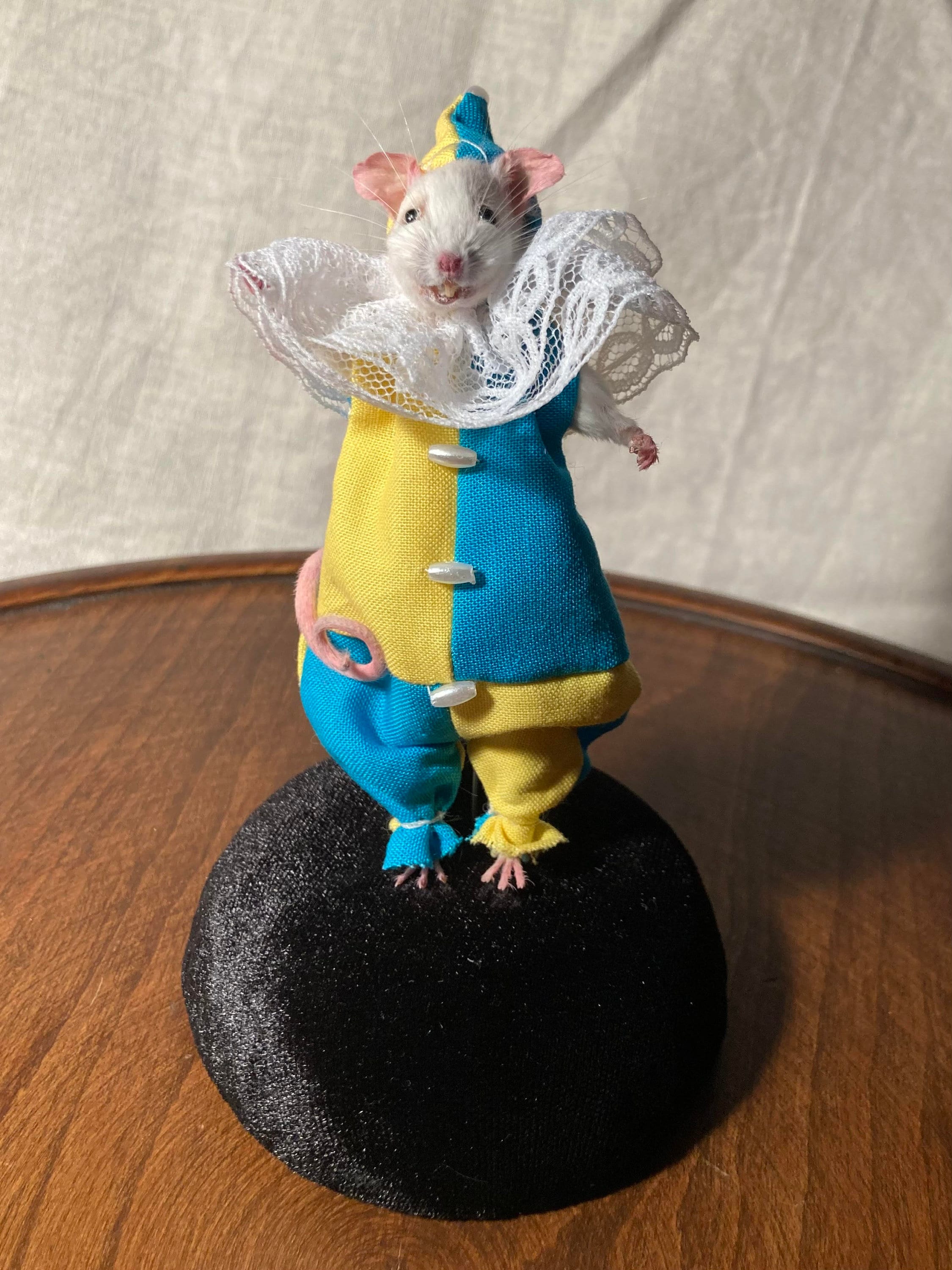 Clown Mouse, Taxidermy Mouse, Taxidermy Clown Mouse, Mouse Taxidermy - Etsy