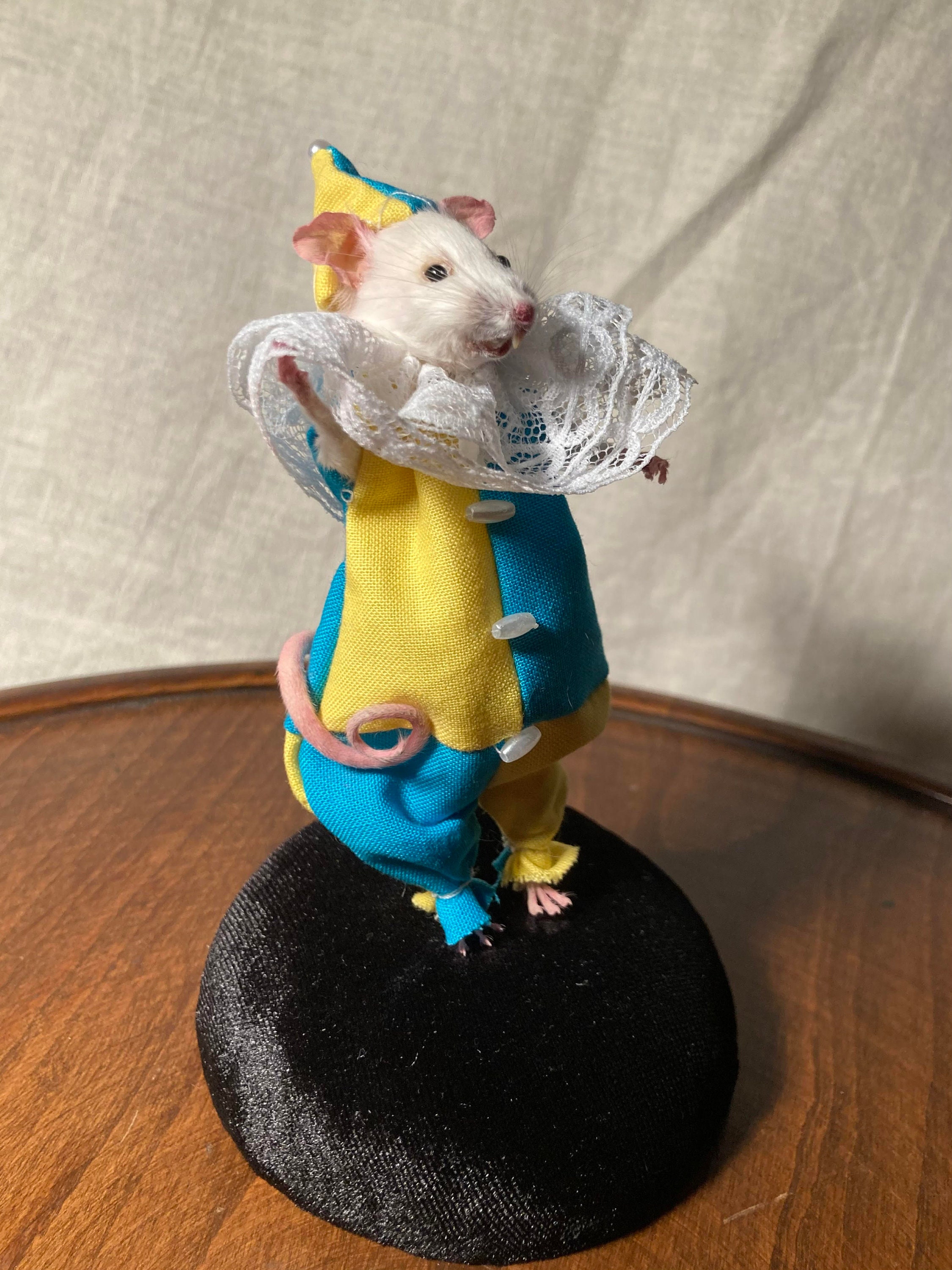 Clown Mouse, Taxidermy Mouse, Taxidermy Clown Mouse, Mouse Taxidermy - Etsy