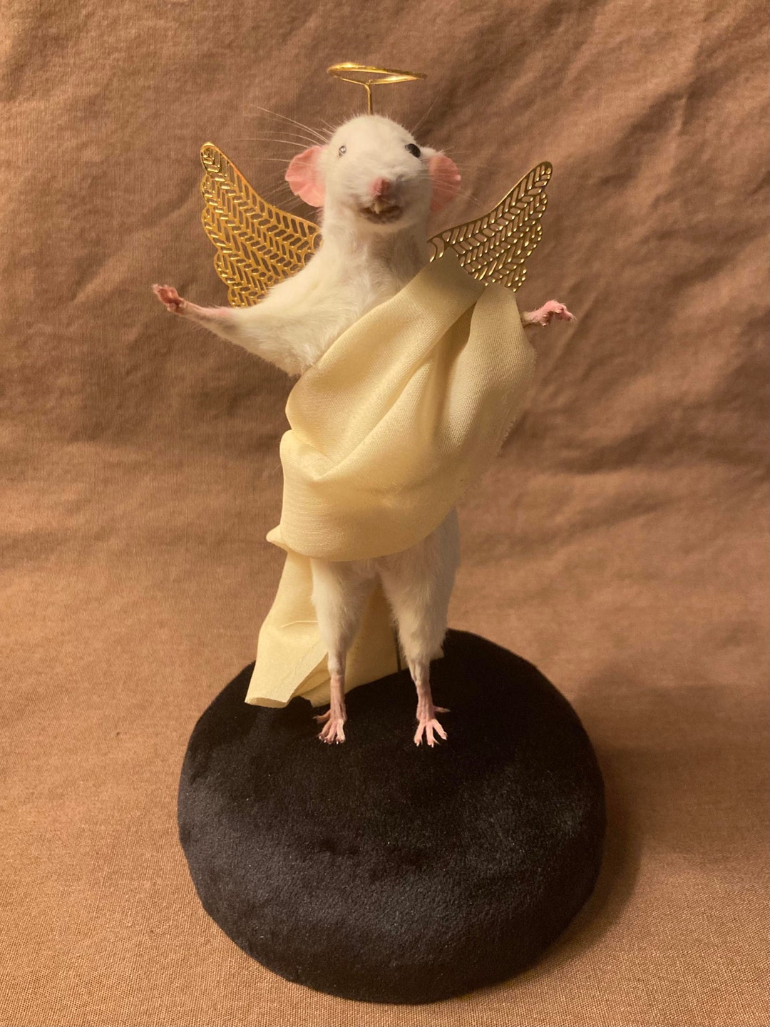 Angel Mouse please Read Description Angel Mouse, Taxidermied Mouse ...