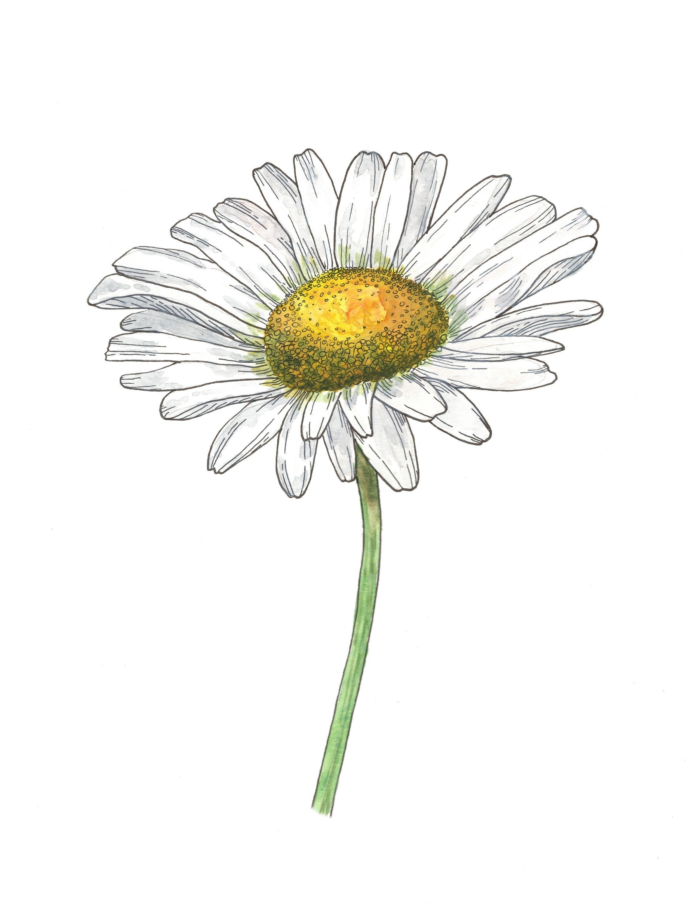 Daisy Pen and Ink Watercolor Digital Download - Etsy