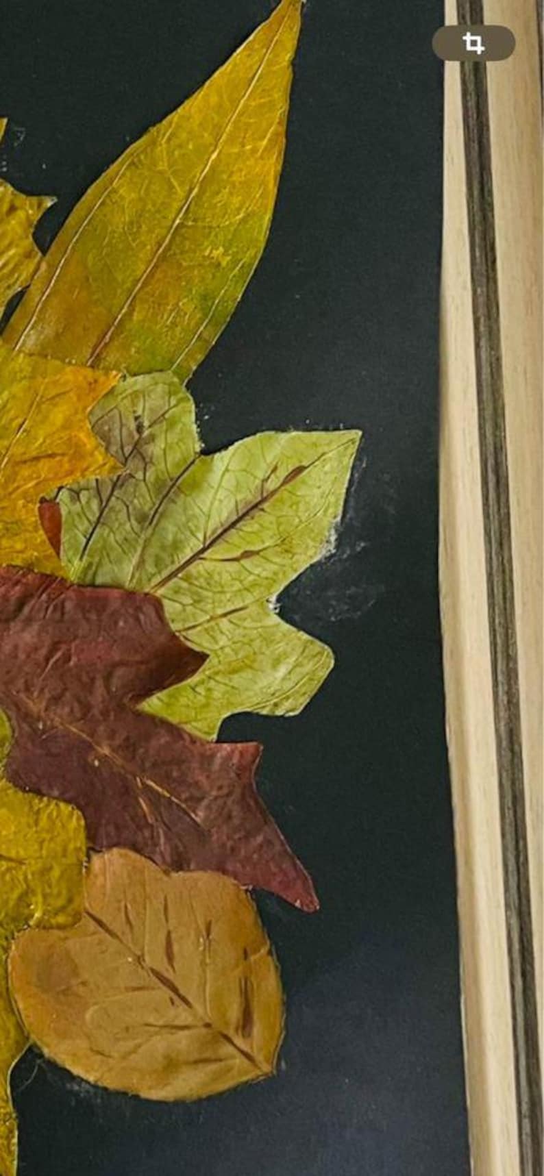 Leaves Real Pressed Flower,botanical Artwork Framed, Wall Art ...
