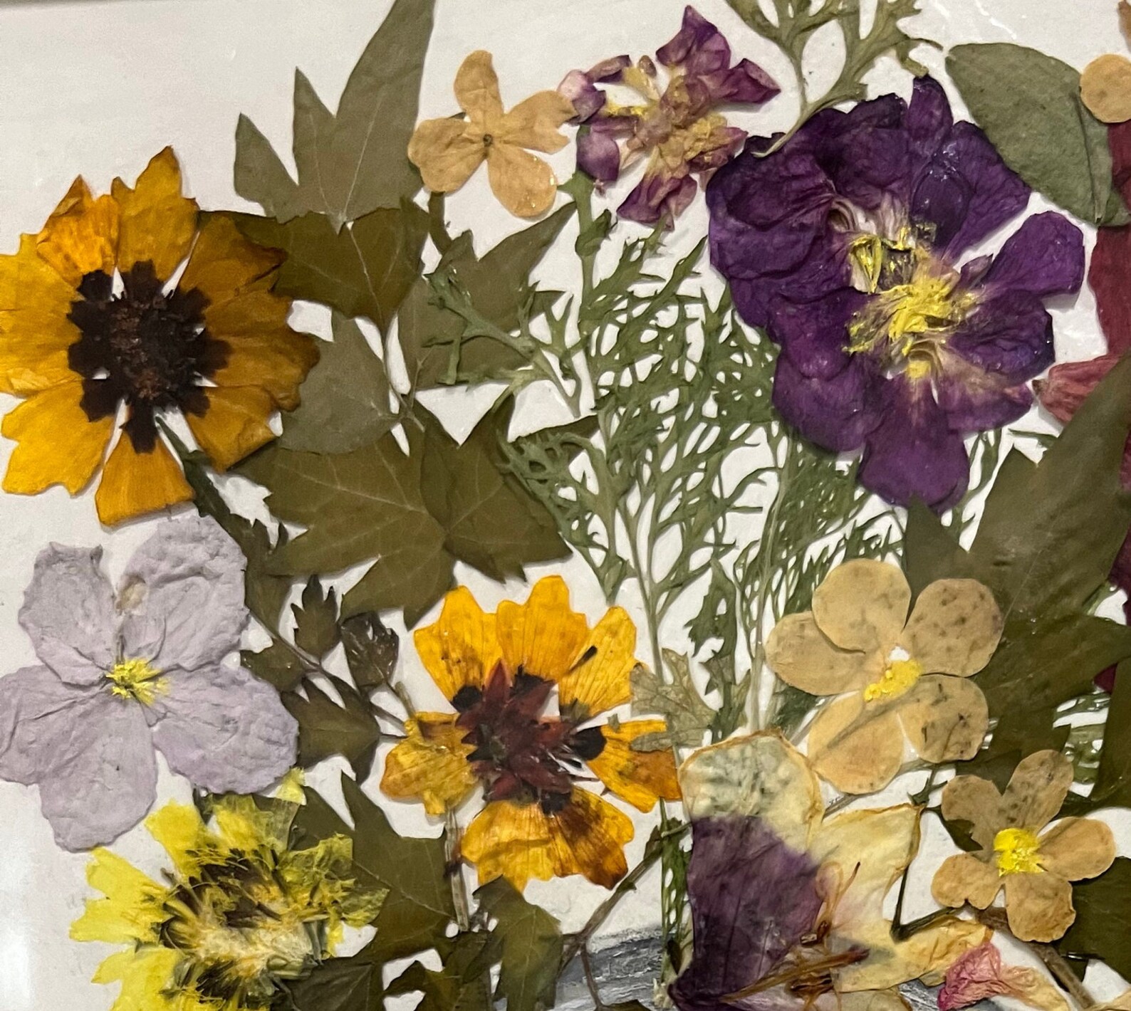 Real Pressed Flower,botanical Artwork Framed,flowers Wall Art,framed ...