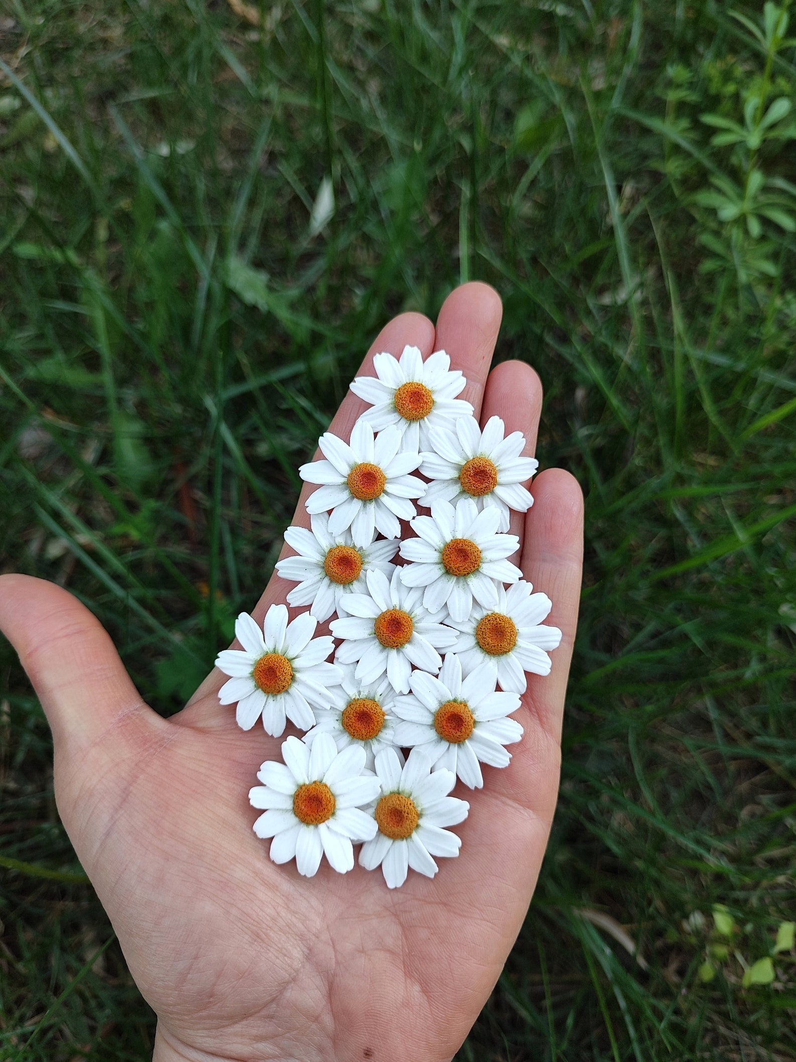 Stud Daisy Earrings,birth Flower Earrings,polymer Clay Earings,gifts ...