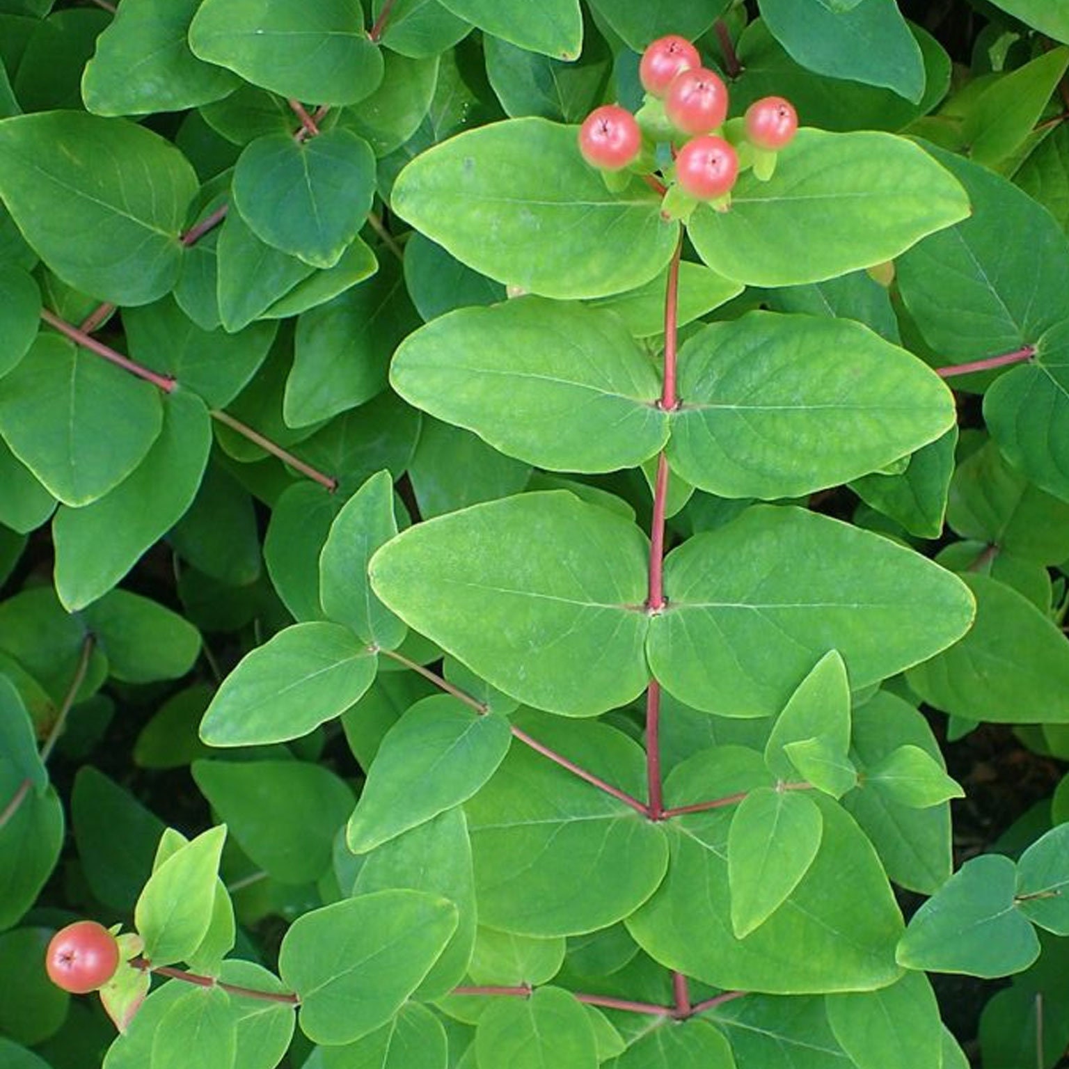 Tutsan Herbal Tea 40g. Shrubby St. John's Wort Sweet-amber Hypericum ...